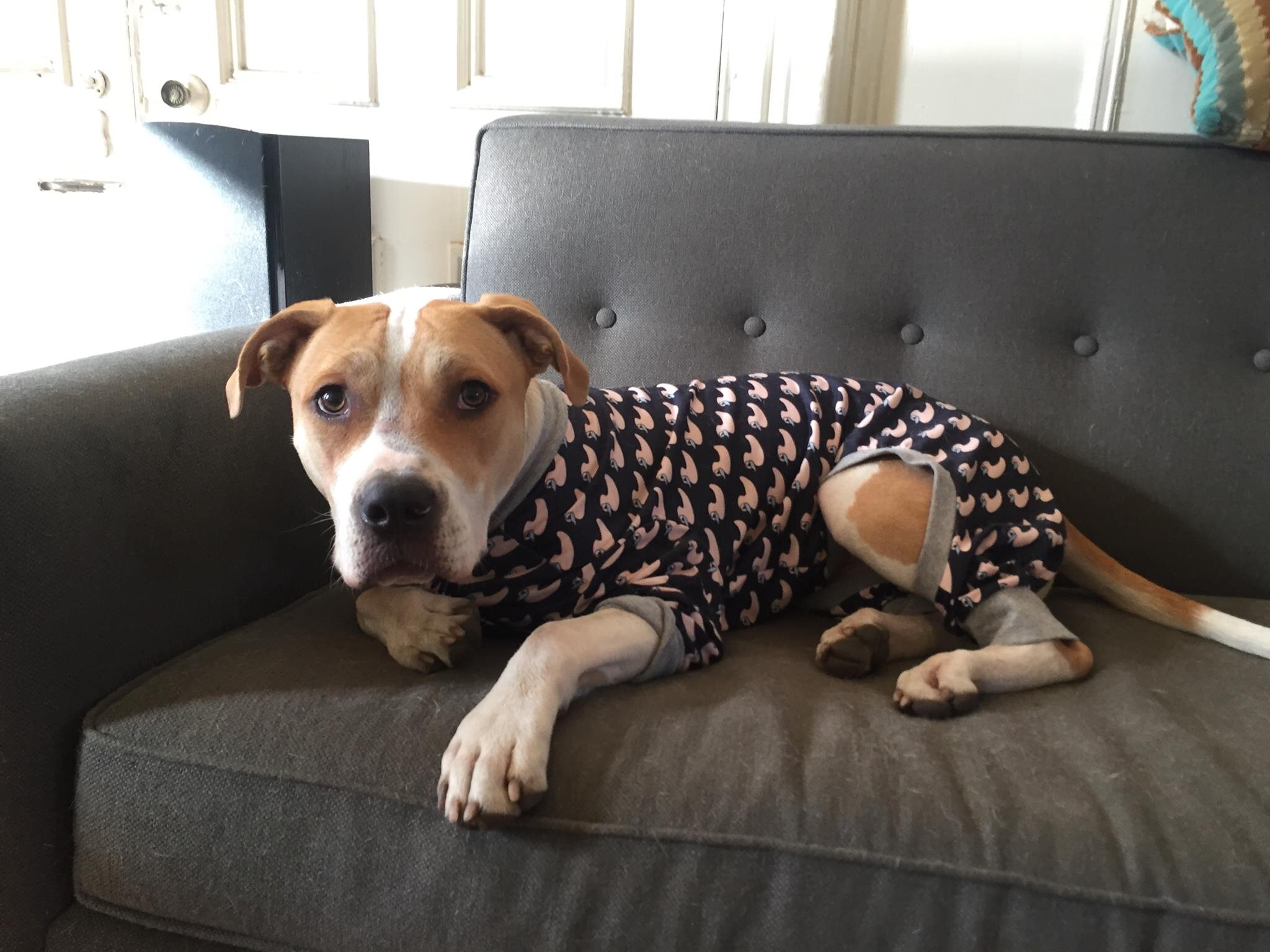 Pit Bull Scared Of Other Dogs Needs A Home - The Dodo