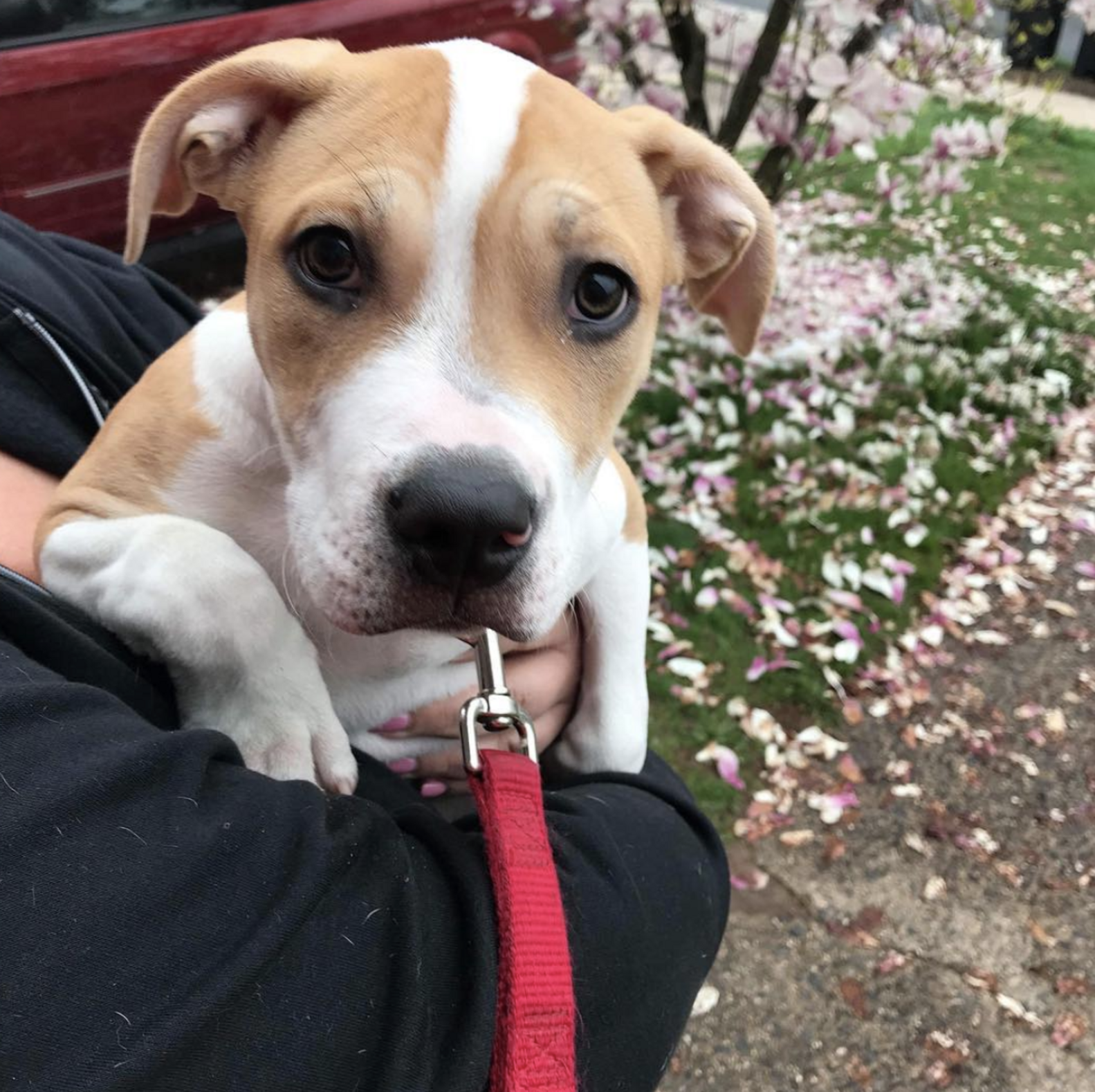 Pit Bull Scared Of Other Dogs Needs A Home - The Dodo