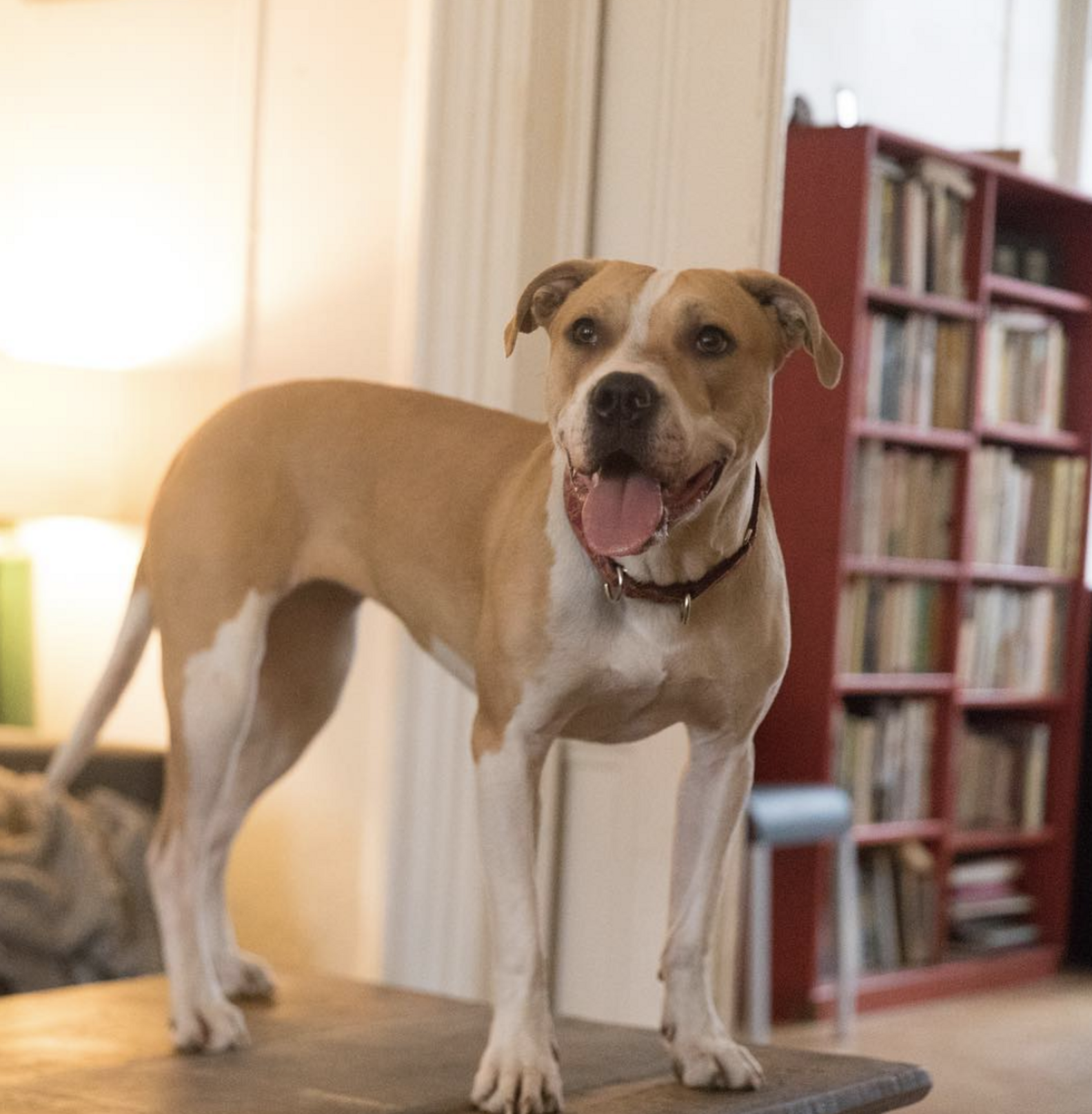 Pit Bull Scared Of Other Dogs Needs A Home - The Dodo