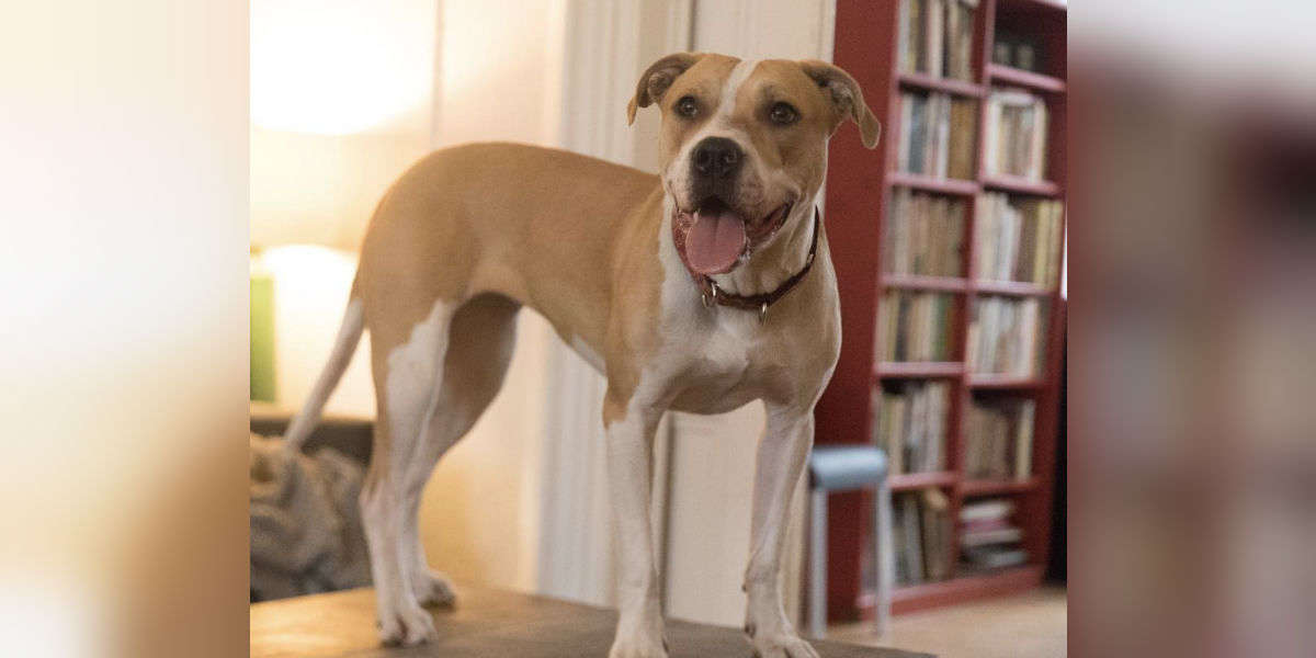 Pit Bull Scared Of Other Dogs Needs A Home - The Dodo