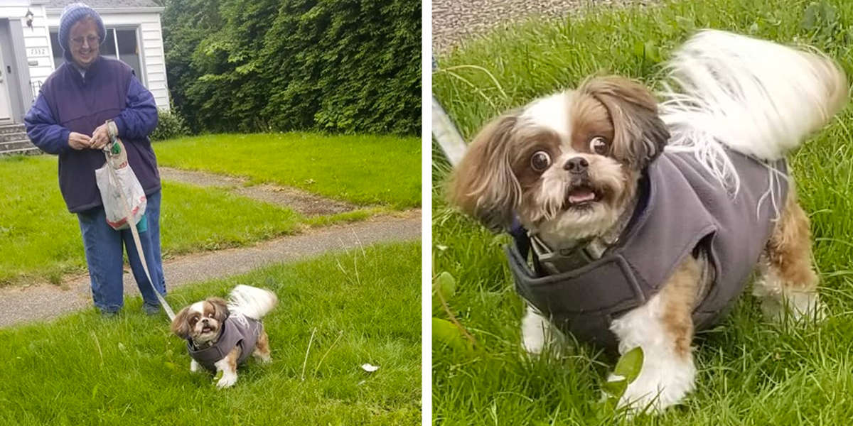 Dog Has Priceless Reaction Bumping Into Her Groomer On The Street - The ...