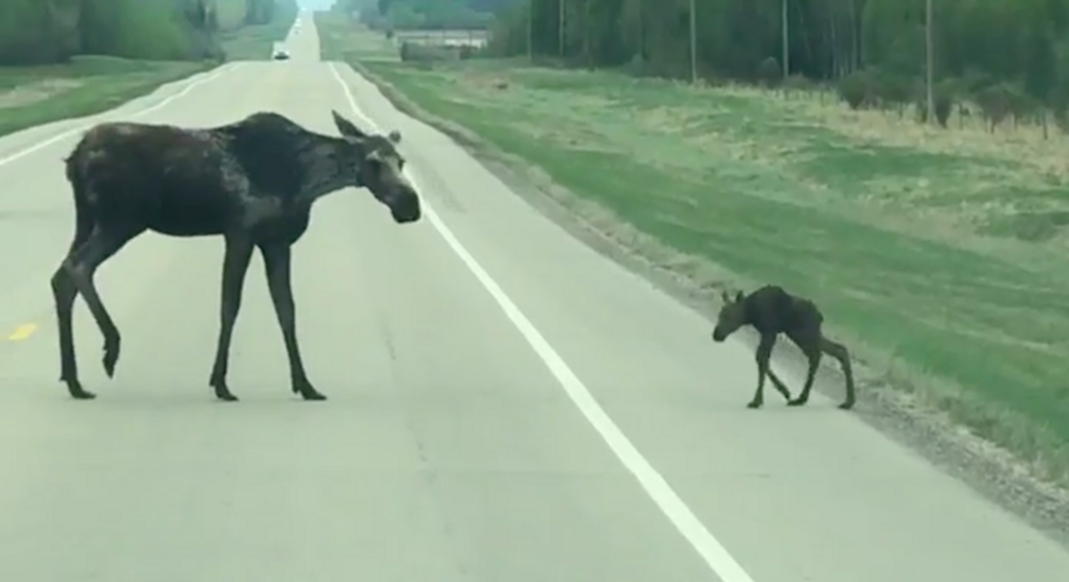 Driver Films Mother Deer Helping Her Newborn Calf Across Road - The Dodo