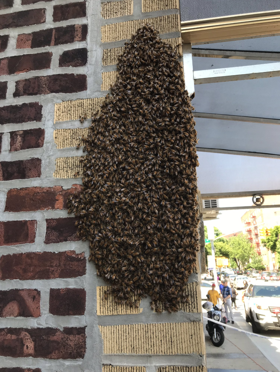 20,000 Bees Spotted Hanging Out On A Building - The Dodo
