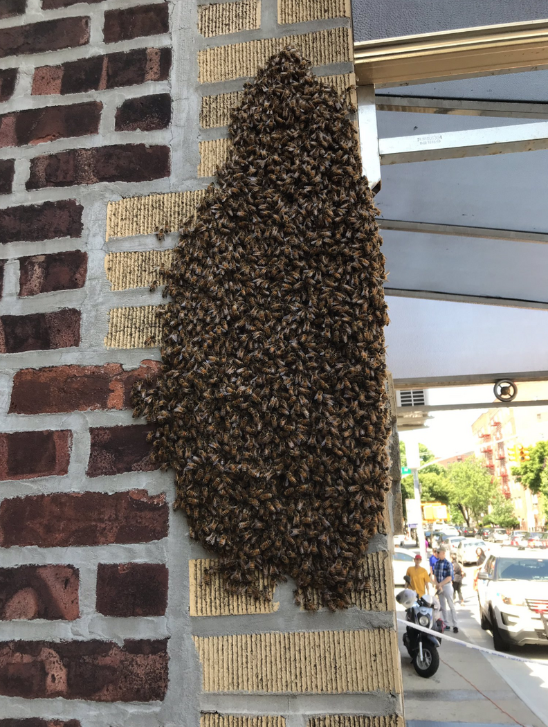 20,000 Bees Spotted Hanging Out On A Building - The Dodo