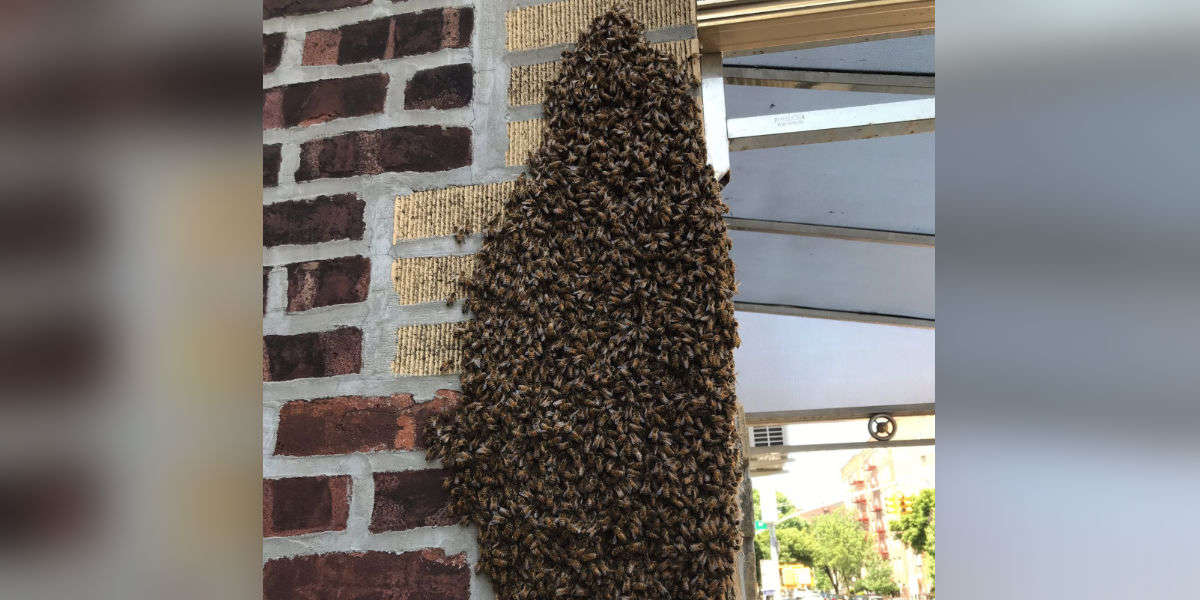 20,000 Bees Spotted Hanging Out On A Building - The Dodo