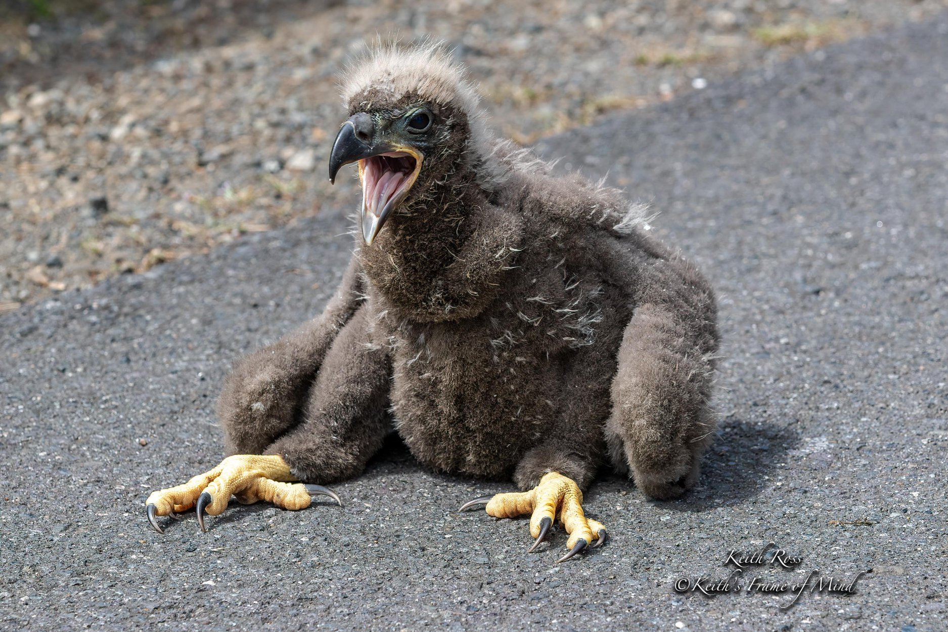 Woman Finds Bald Eagle Chicks And Reunites Them With Mom - The Dodo