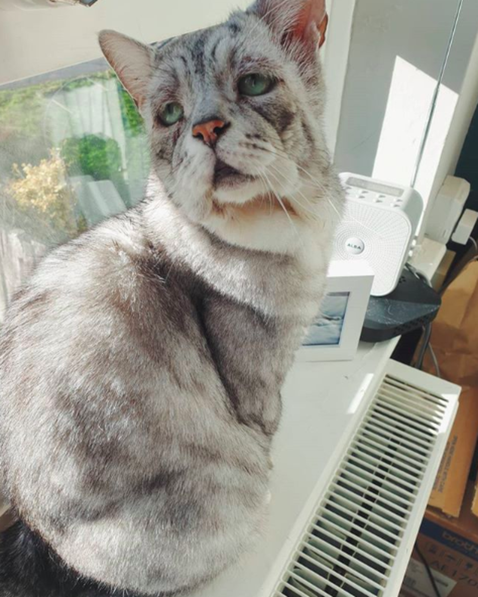 Cat With Saddest Expression Finds Someone To Love Him - The Dodo