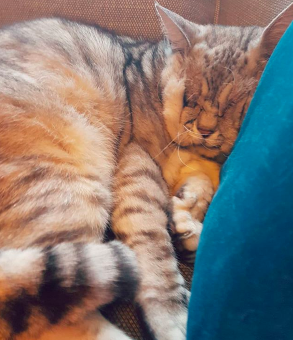 Cat With Saddest Expression Finds Someone To Love Him - The Dodo