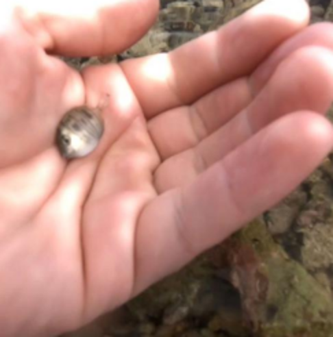 Swiss Fisherman Rescues Tiny Stranded Fish On Beach - The Dodo