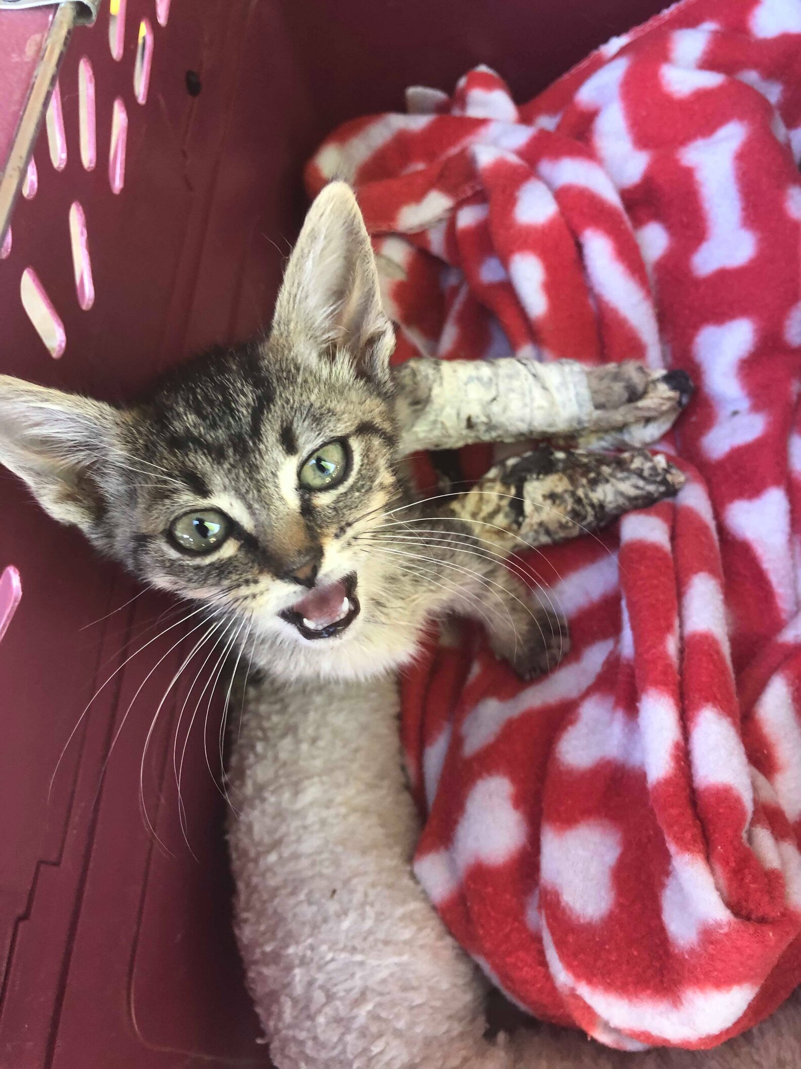 Kitten Wearing Casts Found Abandoned On Sidewalk - The Dodo