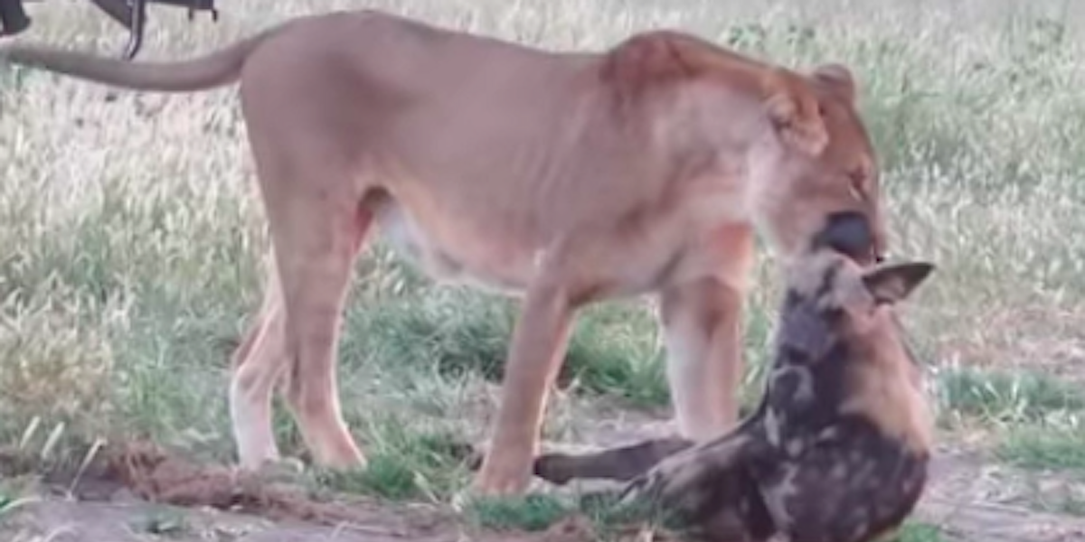 Wild Dog Plays Dead To Escape Lioness In Amazing Viral Video - The Dodo