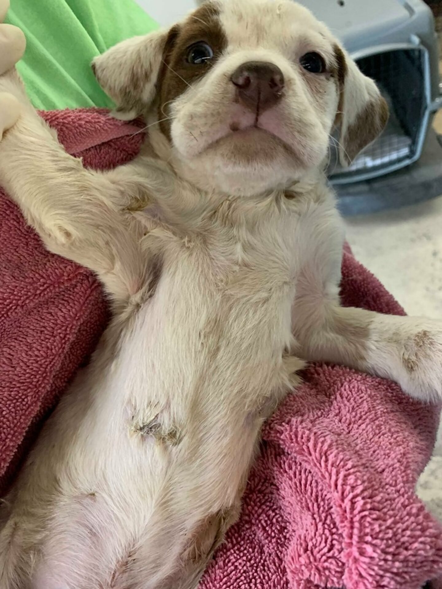 Tiny Puppy Found In A Dumpster - The Dodo