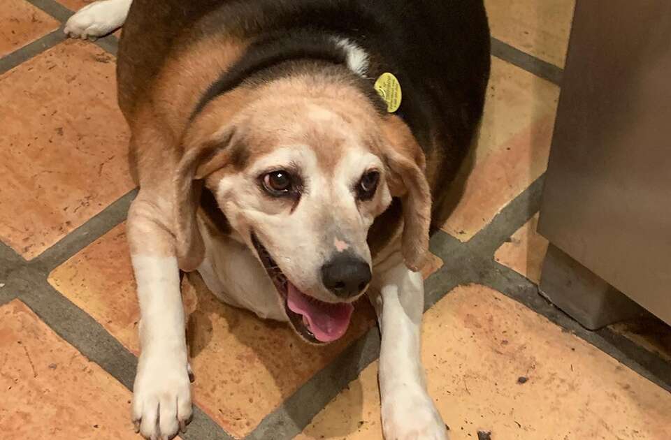Obese Beagle Found In Arizona Kill Shelter Still Never Stops Smiling ...