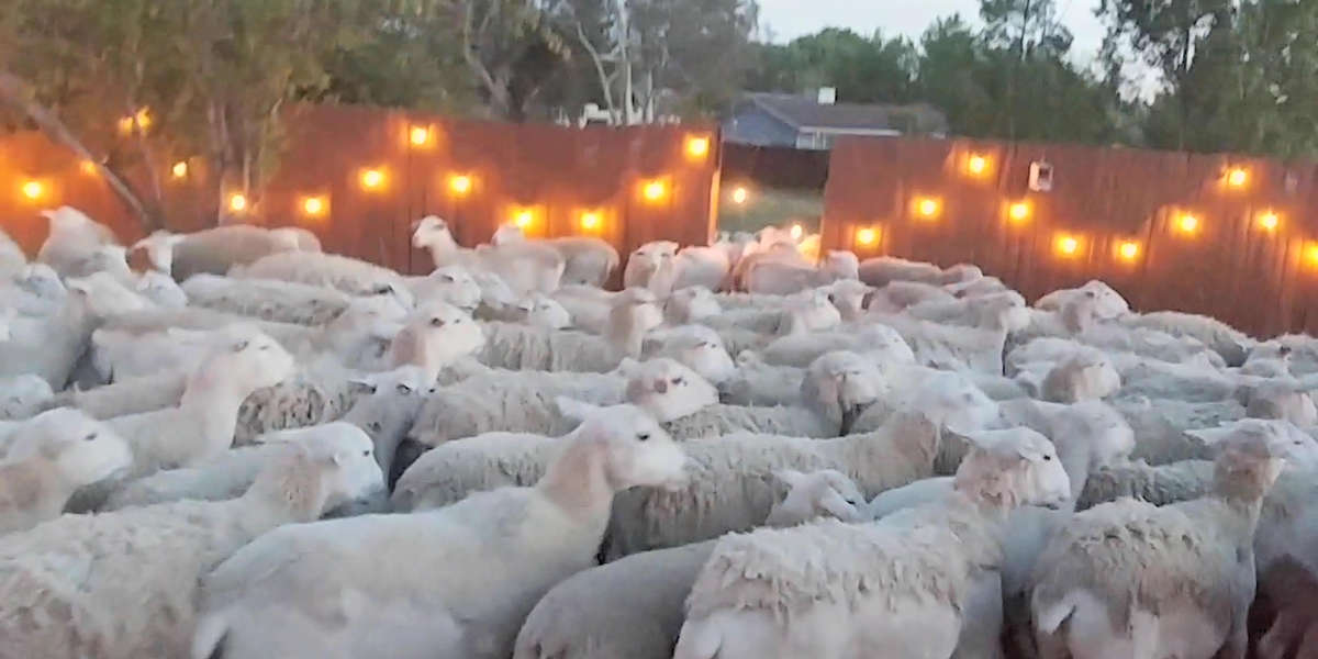 200 Sheep Invade Man’s Backyard - Videos - The Dodo