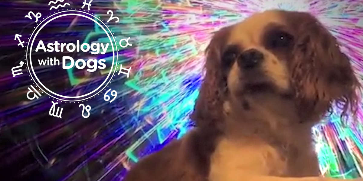 Astrology With Dogs - Videos - The Dodo