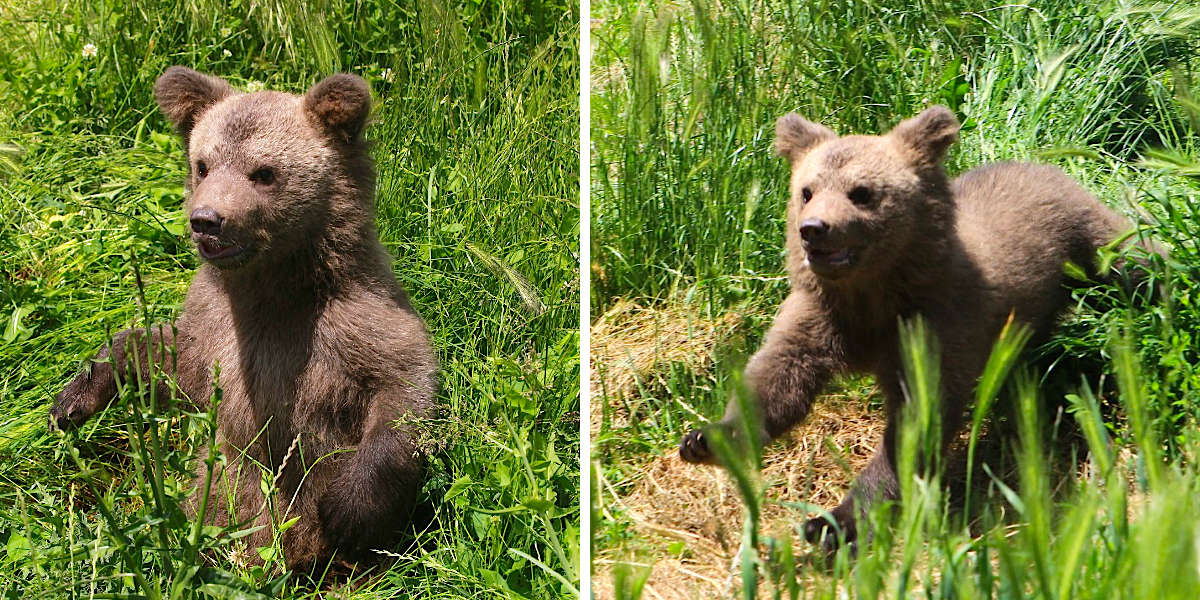 Bear Cub Locked Up In Kosovo Basement Gets Saved, Brought To Sanctuary ...