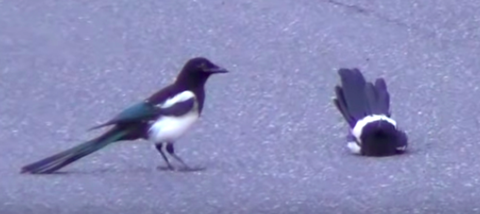 Viral Video Shows Magpies Bringing Their Stunned Friend Back To Life ...