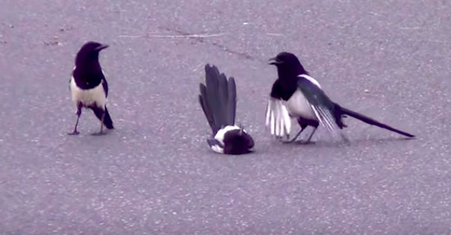 Viral Video Shows Magpies Bringing Their Stunned Friend Back To Life The Dodo