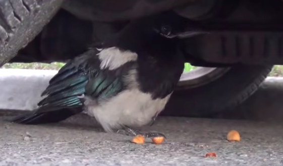 Viral Video Shows Magpies Bringing Their Stunned Friend Back To Life ...