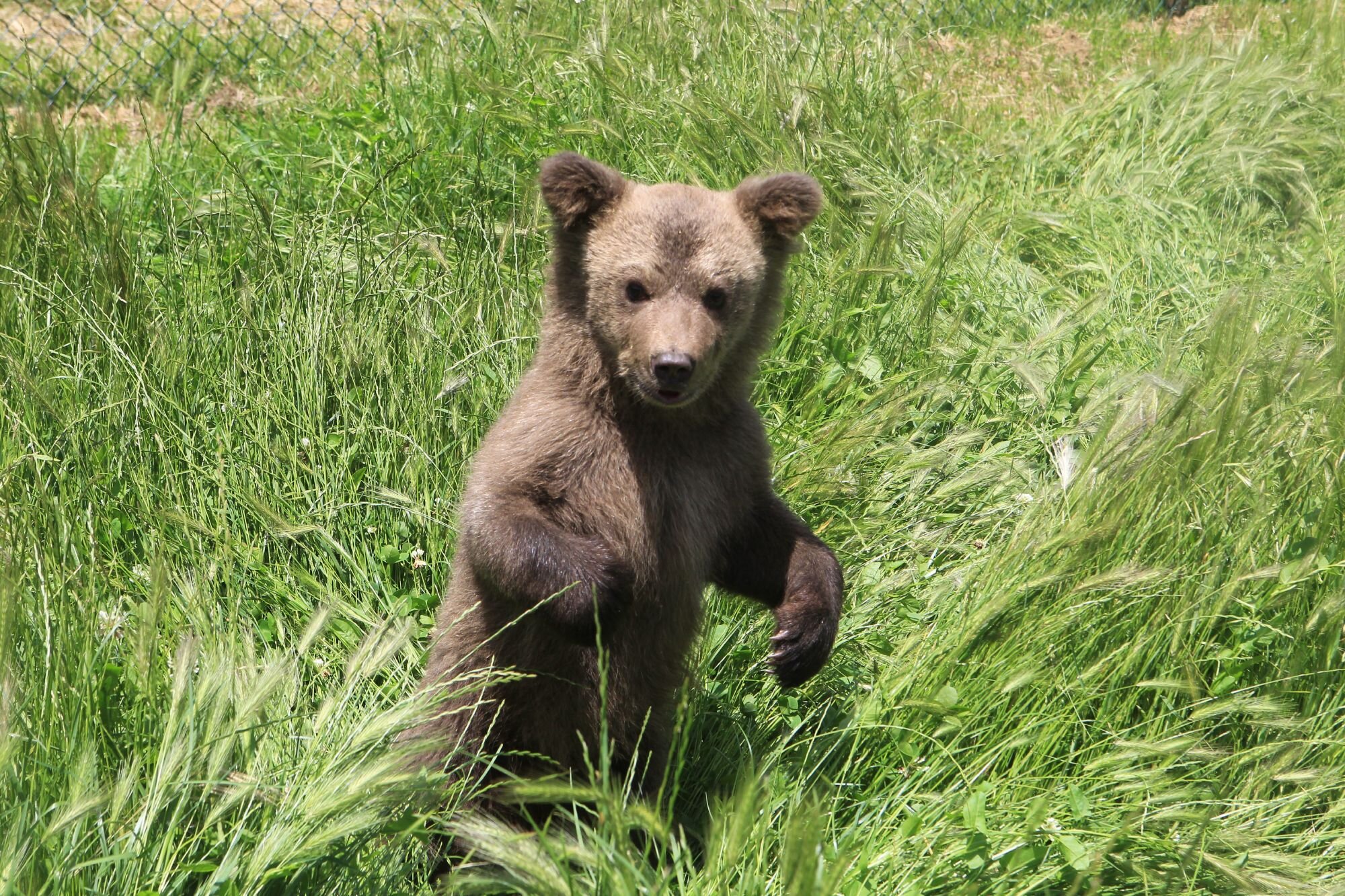 Bear Cub Locked Up In Kosovo Basement Gets Saved, Brought To Sanctuary ...