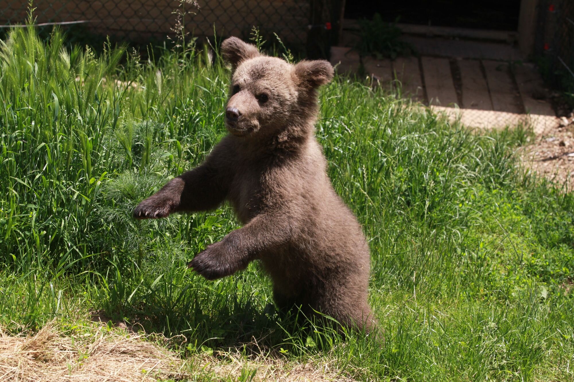 Bear Cub Locked Up In Kosovo Basement Gets Saved, Brought To Sanctuary ...