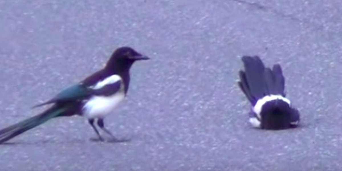Viral Video Shows Magpies Bringing Their Stunned Friend Back To Life ...
