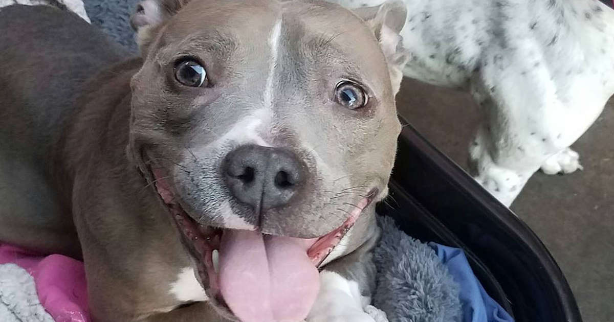 Pit Bull Puppy Has The Stumpiest Little Legs - Videos - The Dodo