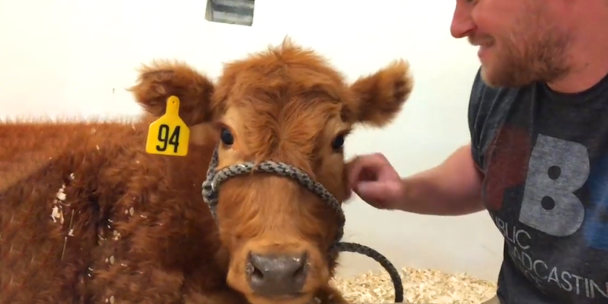 Fuzzy Rescue Calf Has The Most Devoted Dad - Videos - The Dodo