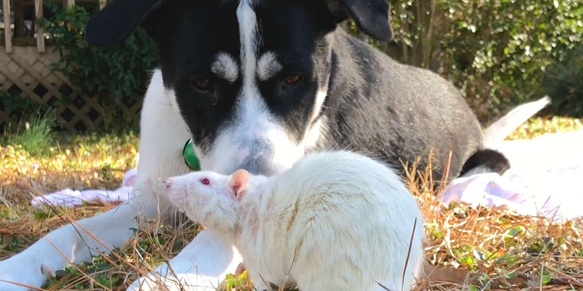 Dog And Rat Won't Leave Each Other Alone - Videos - The Dodo