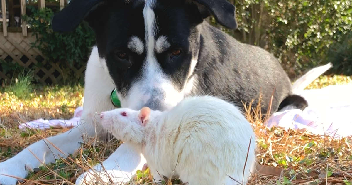 Dog And Rat Won't Leave Each Other Alone - Videos - The Dodo