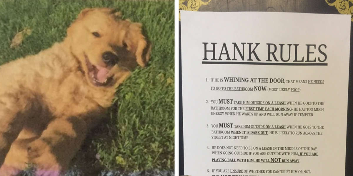 Adorably Naughty Dog Comes With A Set Of Rules For House Guests - The Dodo