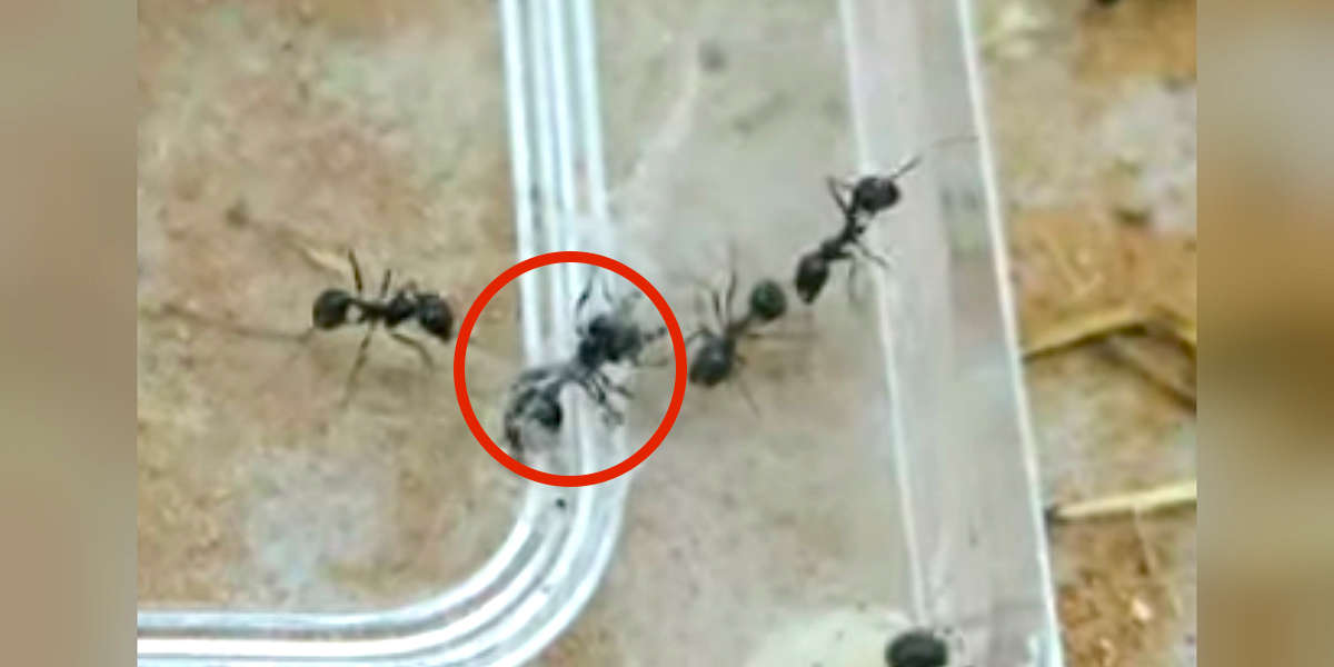 Ants Caught On Video Rescuing Their Siblings From Spider Web - The Dodo