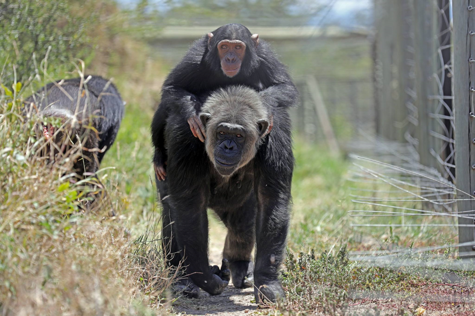 Chimp Has Sweetest Reaction To Seeing Rescuer Again In Adorable Video ...