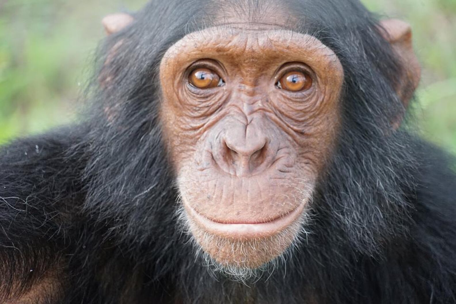 Chimp Has Sweetest Reaction To Seeing Rescuer Again In Adorable Video ...