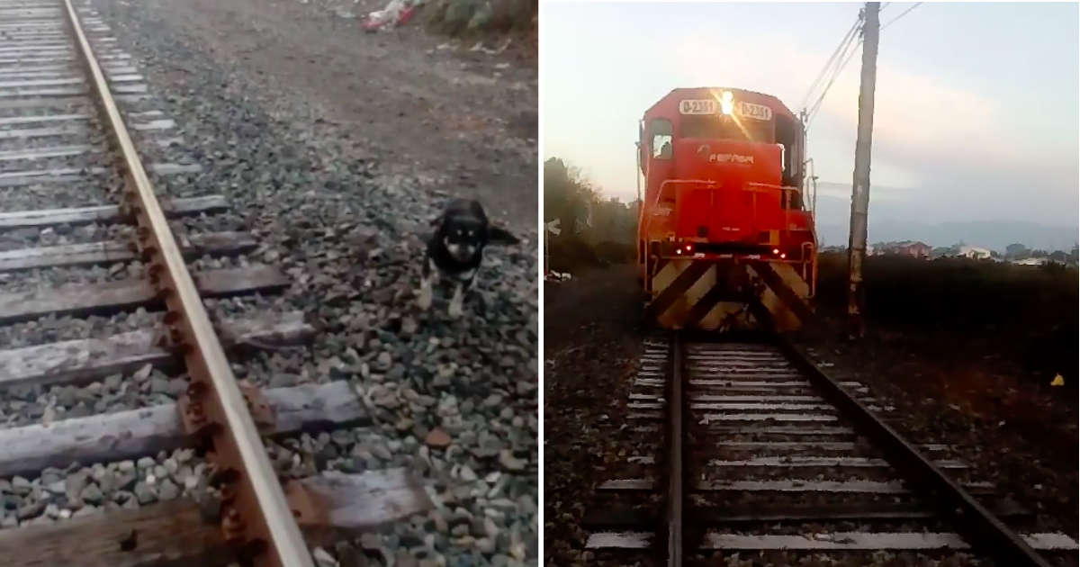 Driver Stops Train To Rescue A Dog Chained To Tracks In Chile - The Dodo