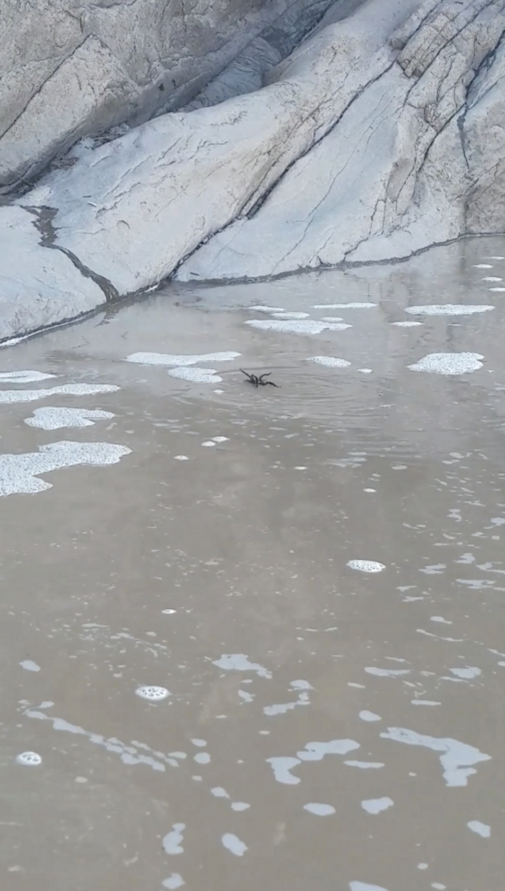 Tarantulas Can Swim And People Are Freaking Out About It - The Dodo