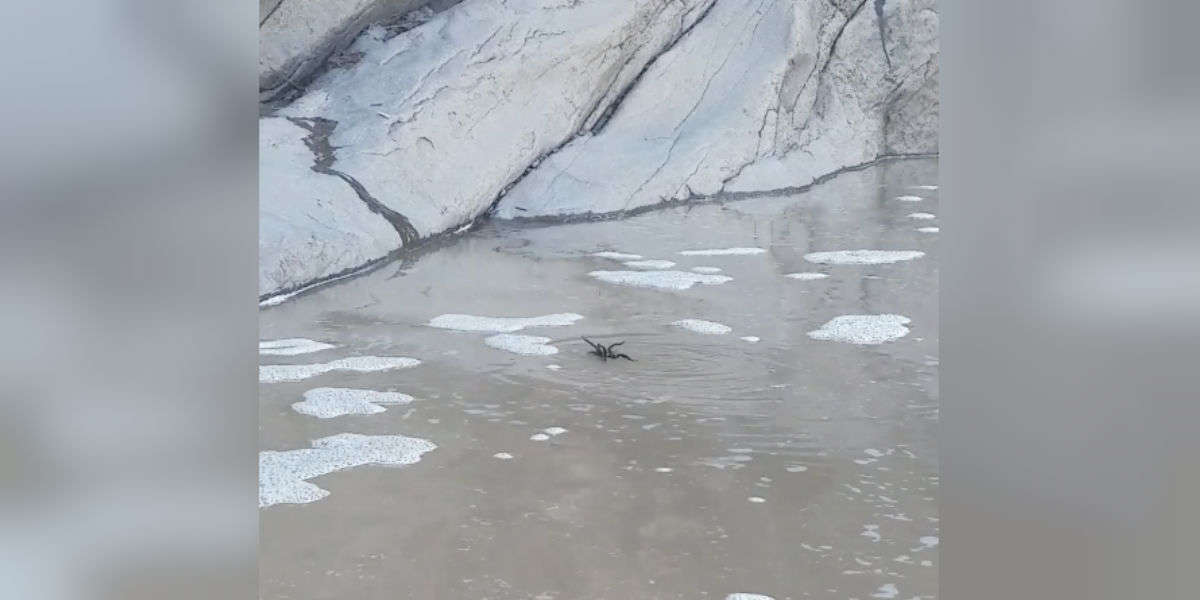 Tarantulas Can Swim And People Are Freaking Out About It - The Dodo