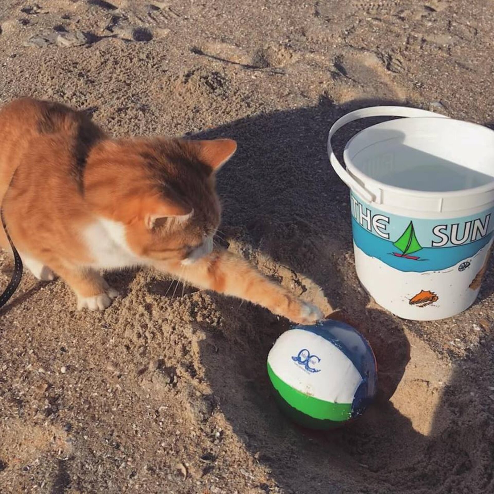This Is The Story Behind Pip The Beach Cat - The Dodo