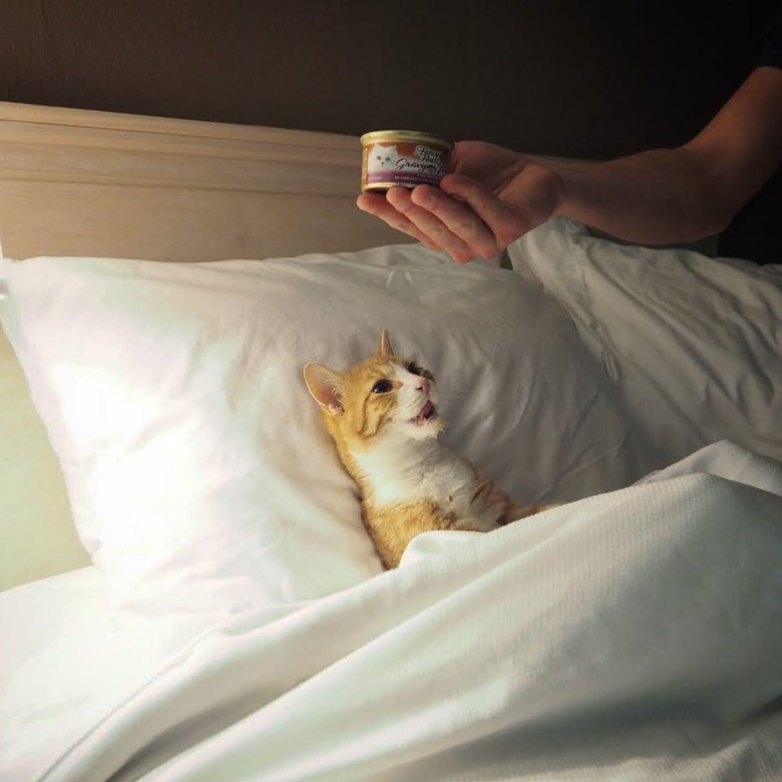 This Is The Story Behind Pip The Beach Cat - The Dodo