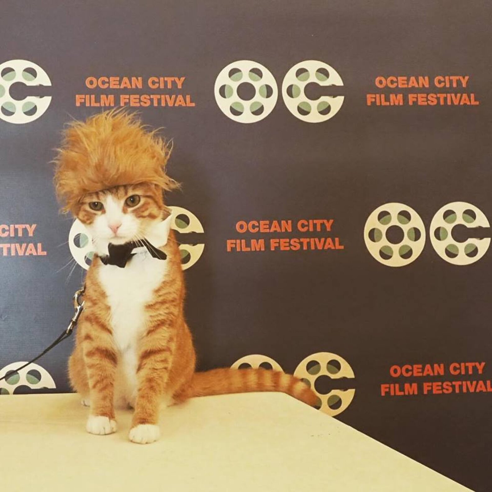 This Is The Story Behind Pip The Beach Cat - The Dodo