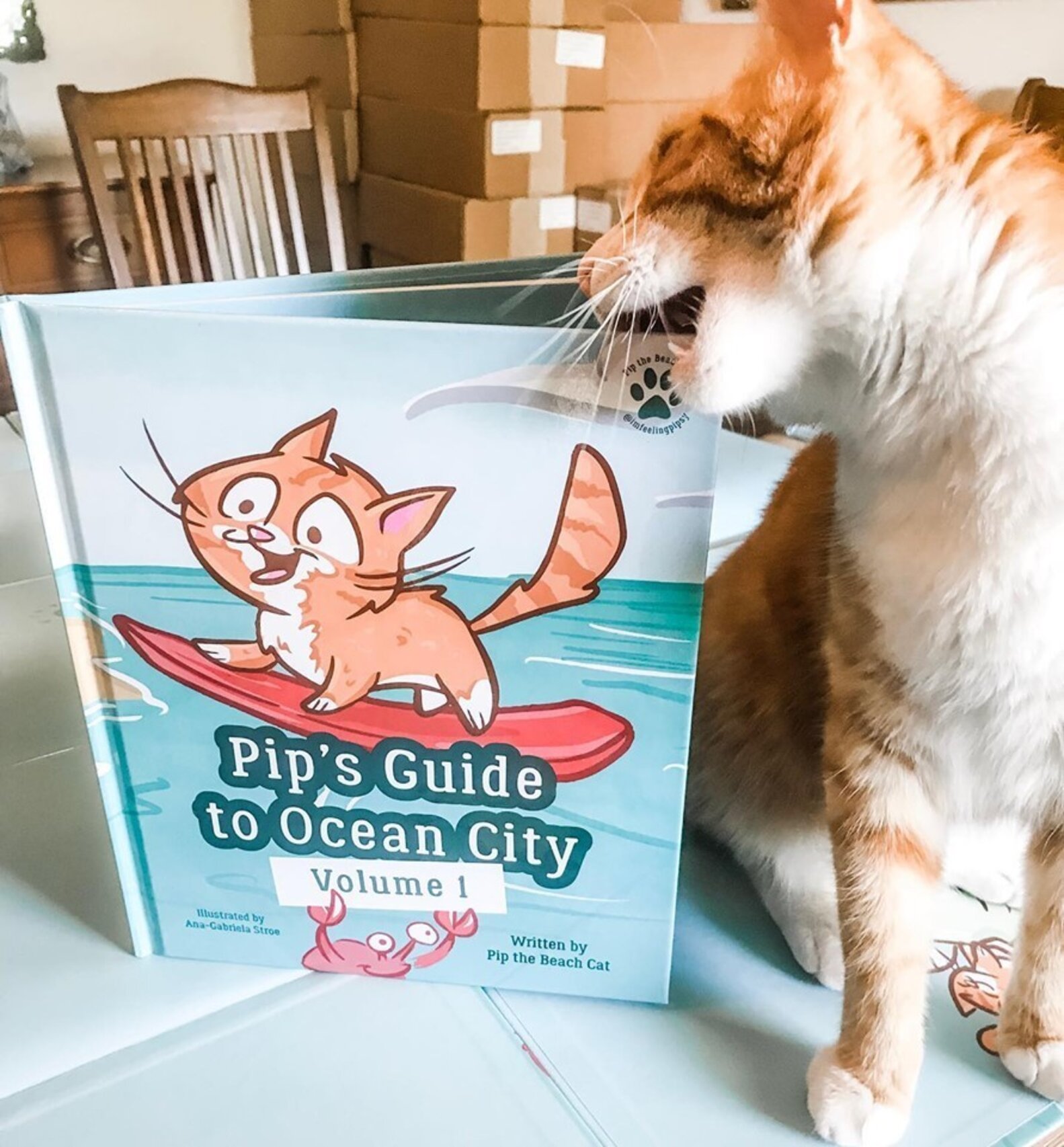 This Is The Story Behind Pip The Beach Cat - The Dodo