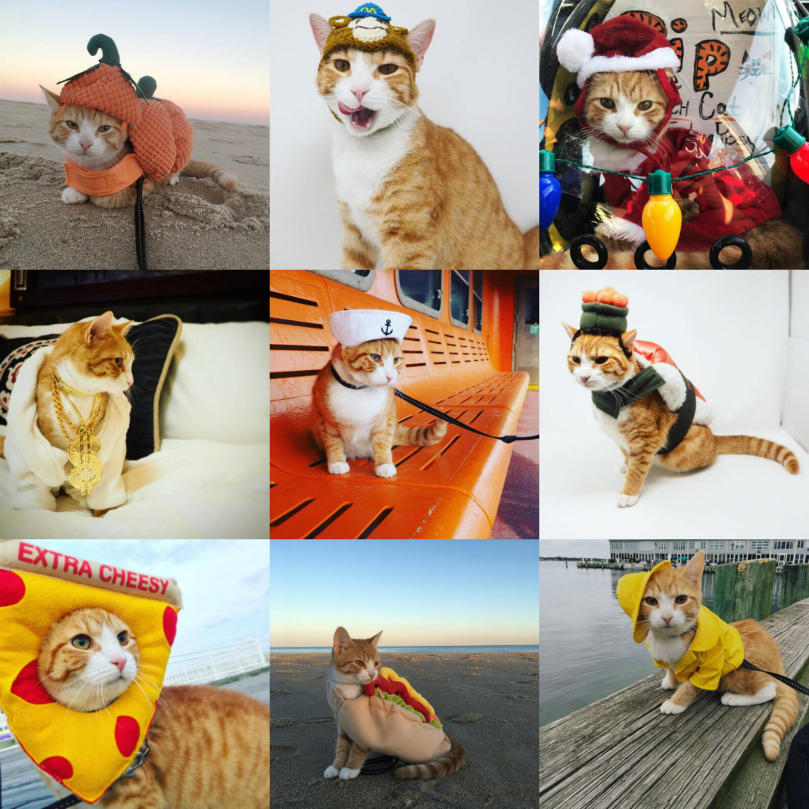This Is The Story Behind Pip The Beach Cat - The Dodo