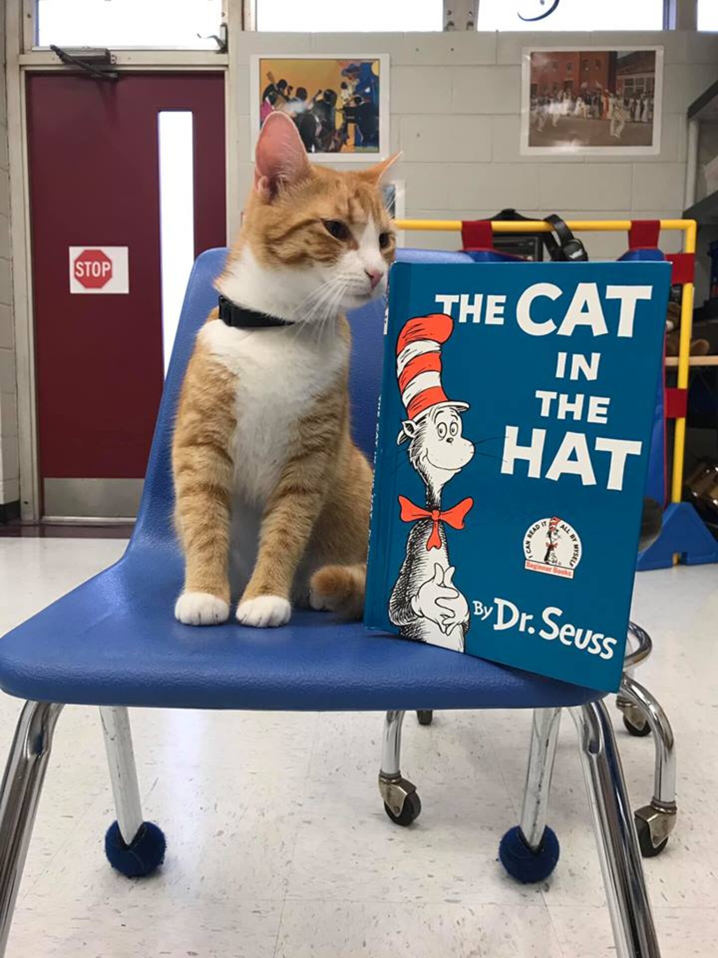 This Is The Story Behind Pip The Beach Cat - The Dodo