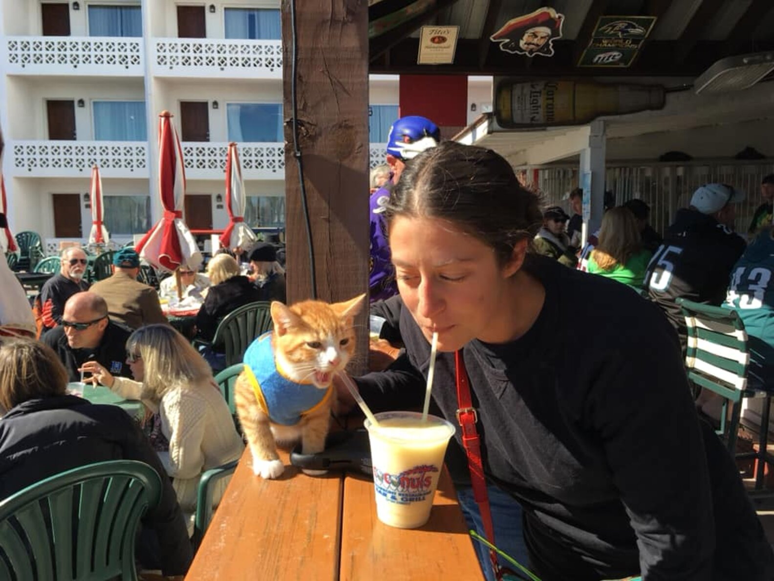 This Is The Story Behind Pip The Beach Cat - The Dodo