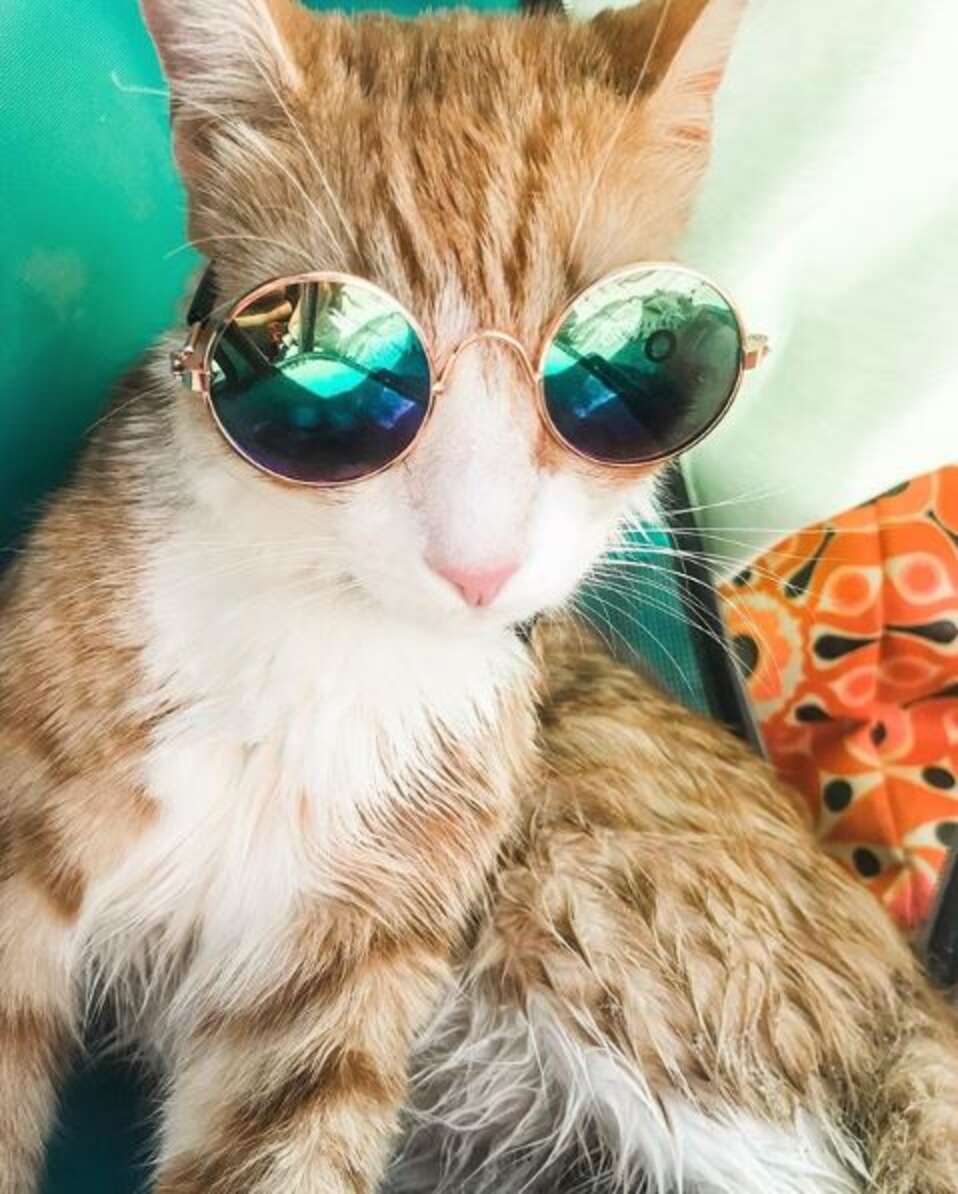 This Is The Story Behind Pip The Beach Cat - The Dodo