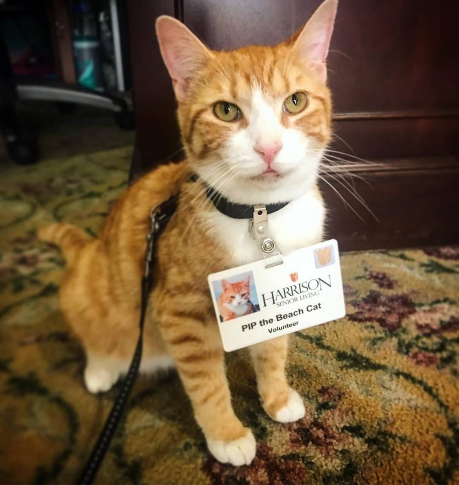 This Is The Story Behind Pip The Beach Cat - The Dodo