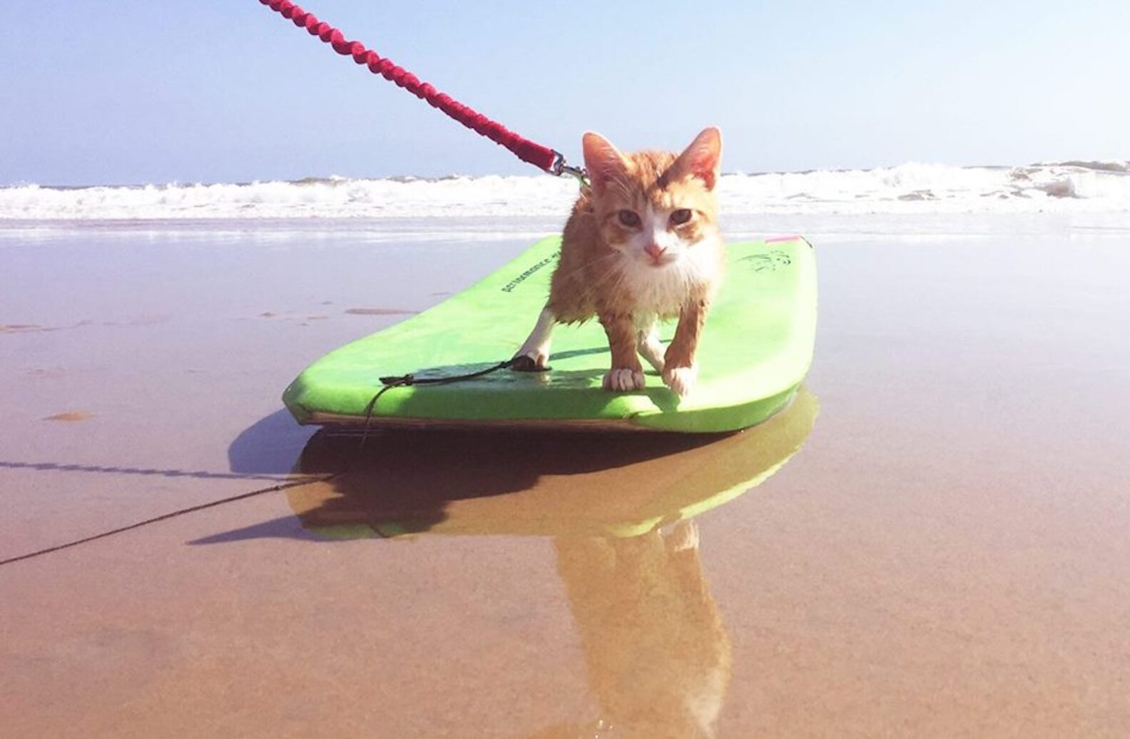 This Is The Story Behind Pip The Beach Cat - The Dodo