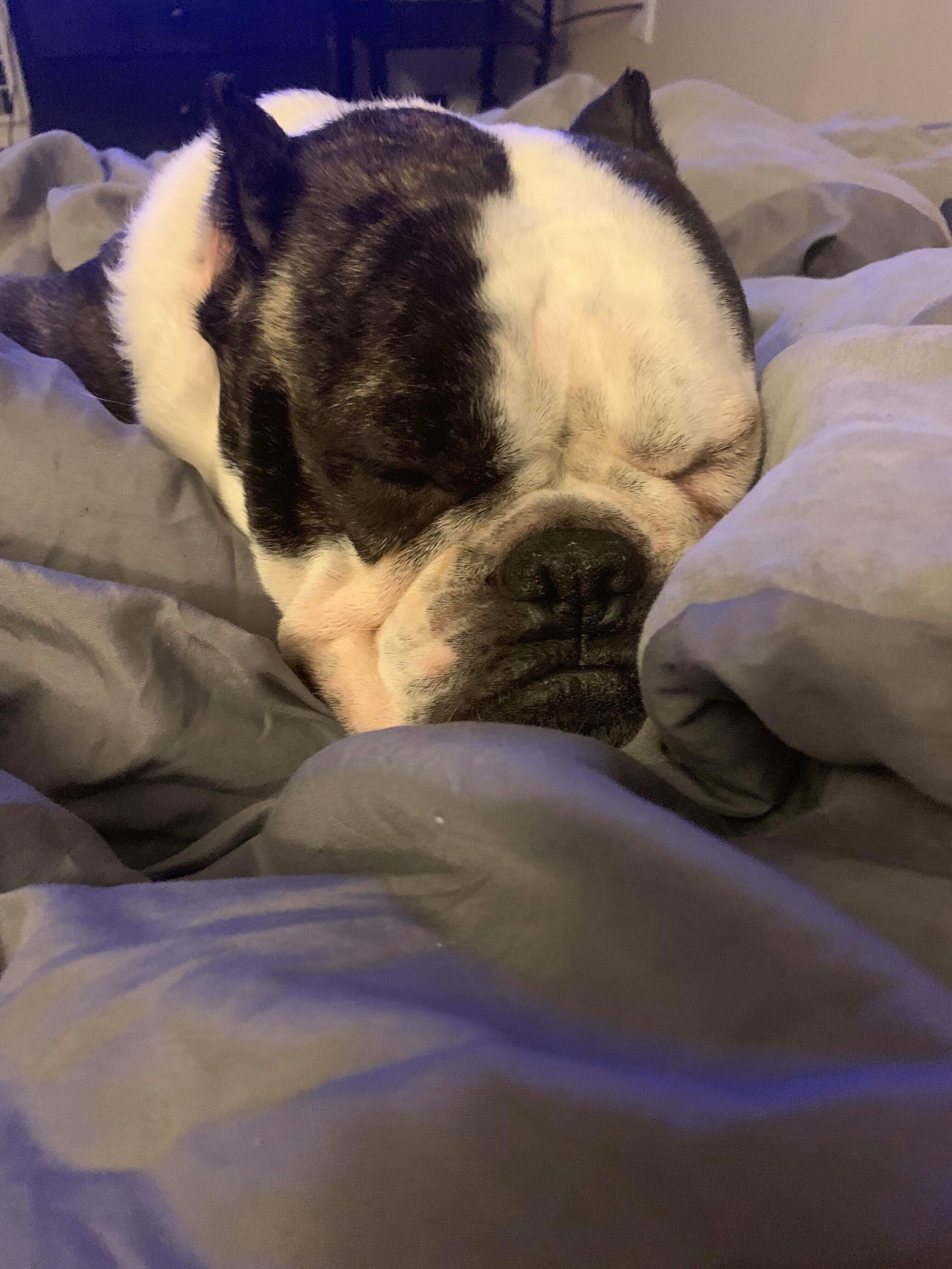 People Find A Young Bulldog Abandoned In Cincinnati Basement - The Dodo
