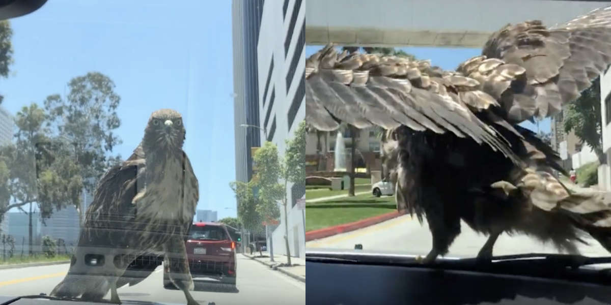 Hawk Rides On Car In Downtown Los Angeles - The Dodo