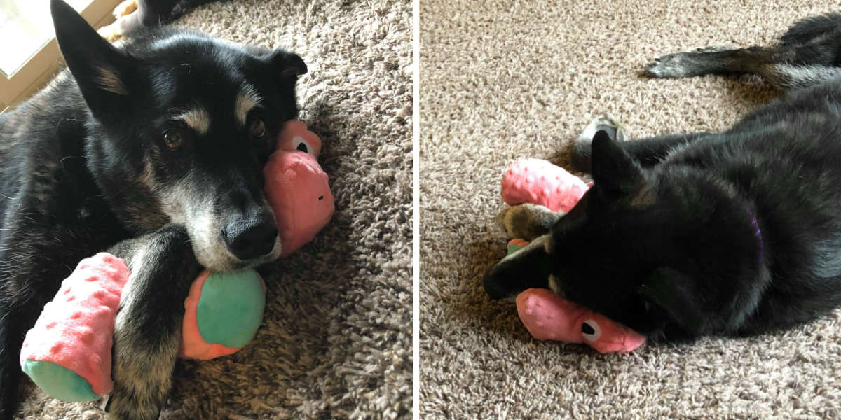 Rescue Dog Finally Gets A Toy Of Her Own — And Refuses To Let It Go ...